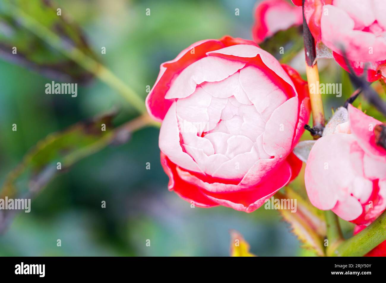 English standard rose tree hi-res stock photography and images - Alamy