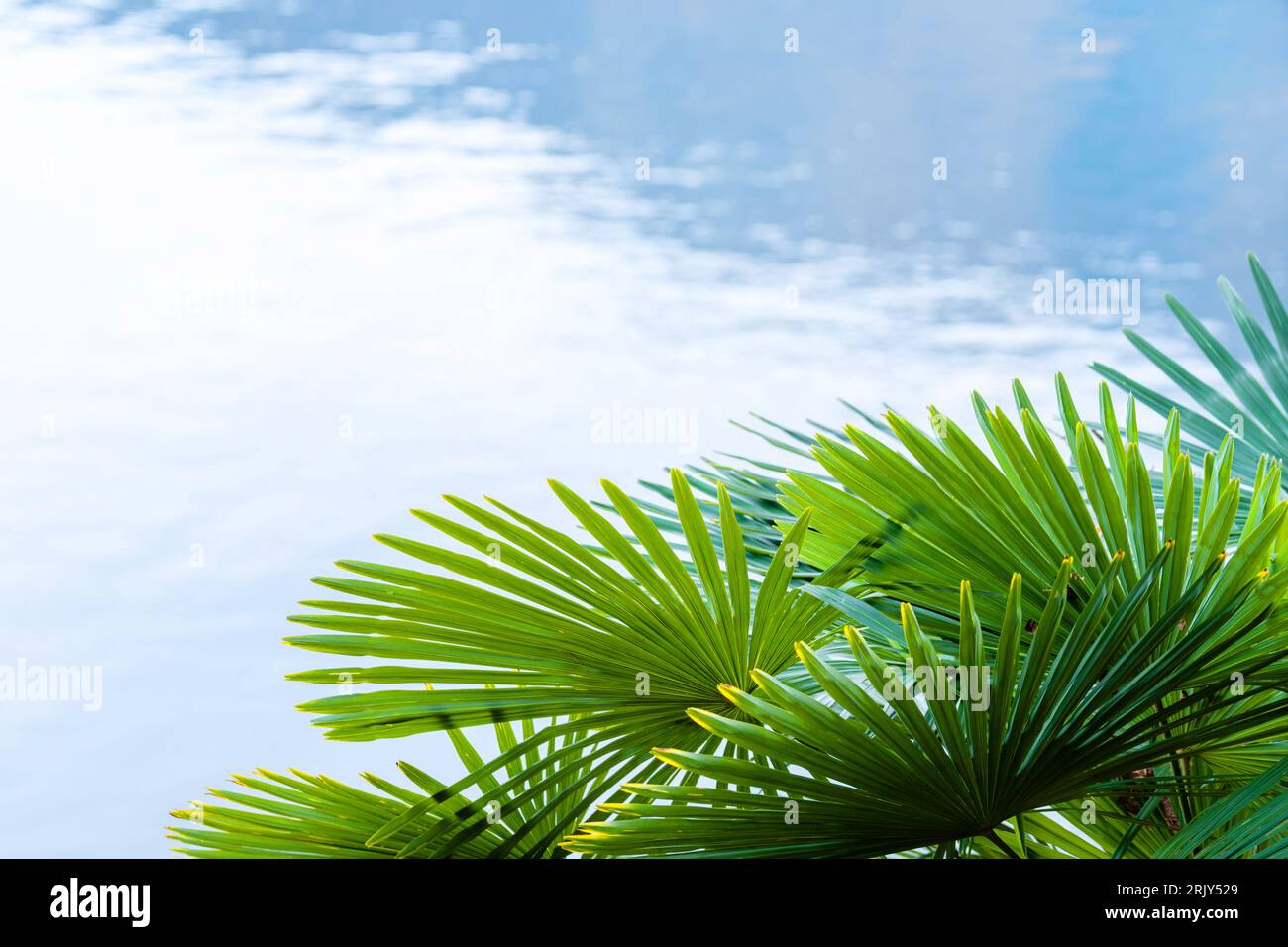 Coconut palm trees against blue sky, crown of a palm tree of coconut ...