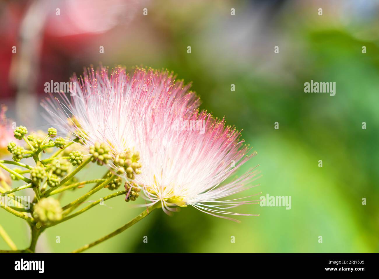Pink persian silk tree. Beautiful pink flowers of Japanese acacia ...