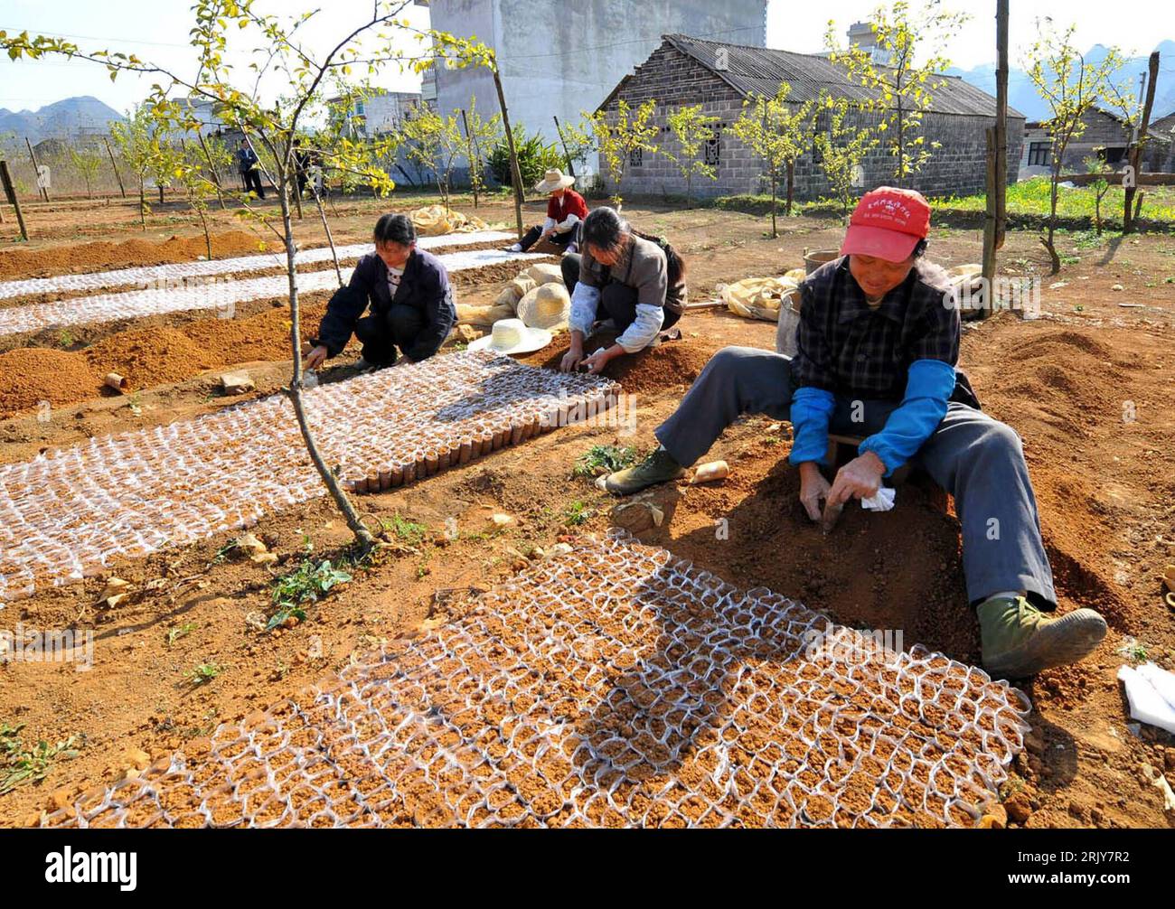 Bauern pflanzen setzlinge an hi-res stock photography and images - Alamy