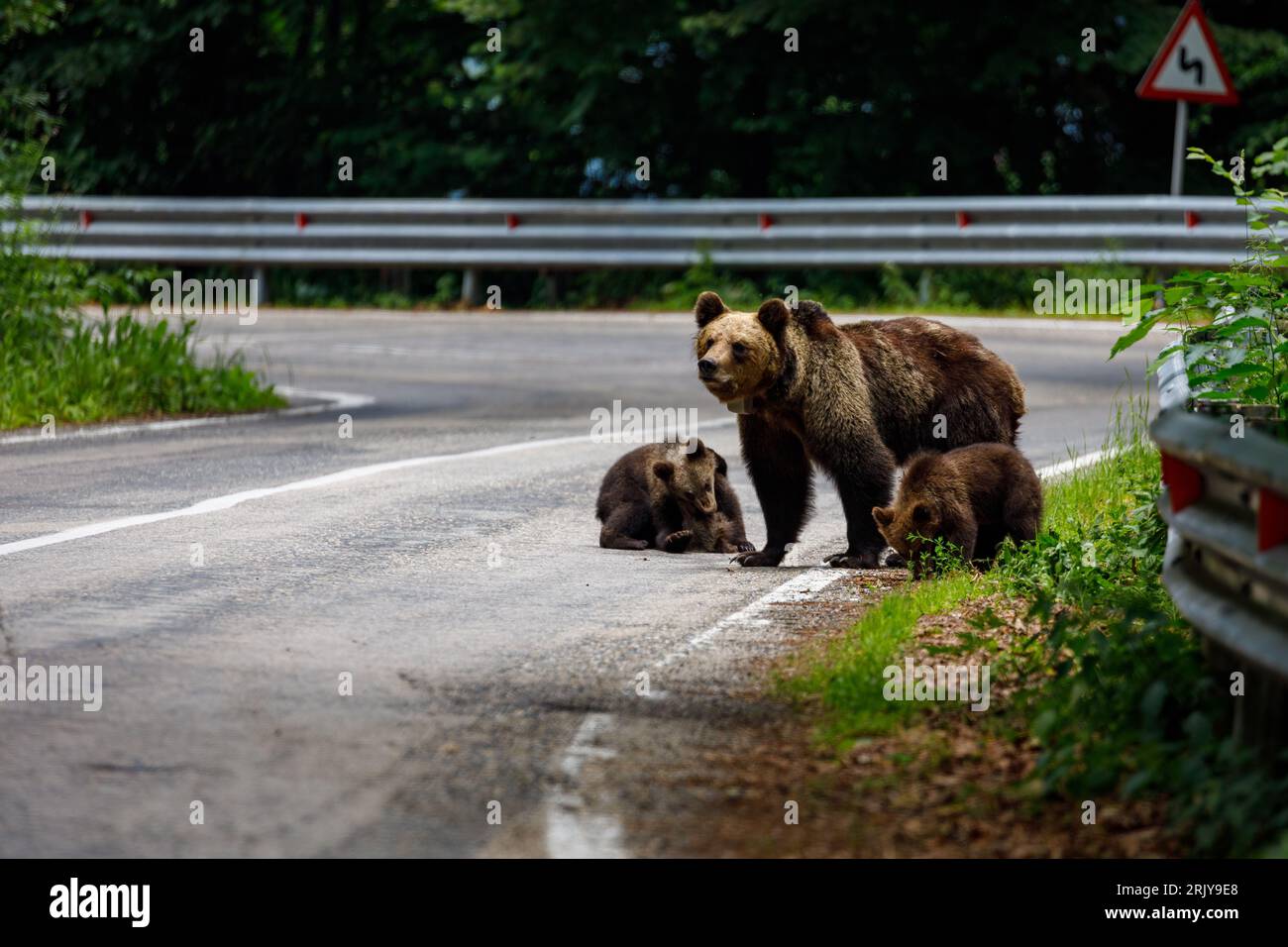 European Brown Bear in the Carpathians of Romania Stock Photo - Alamy