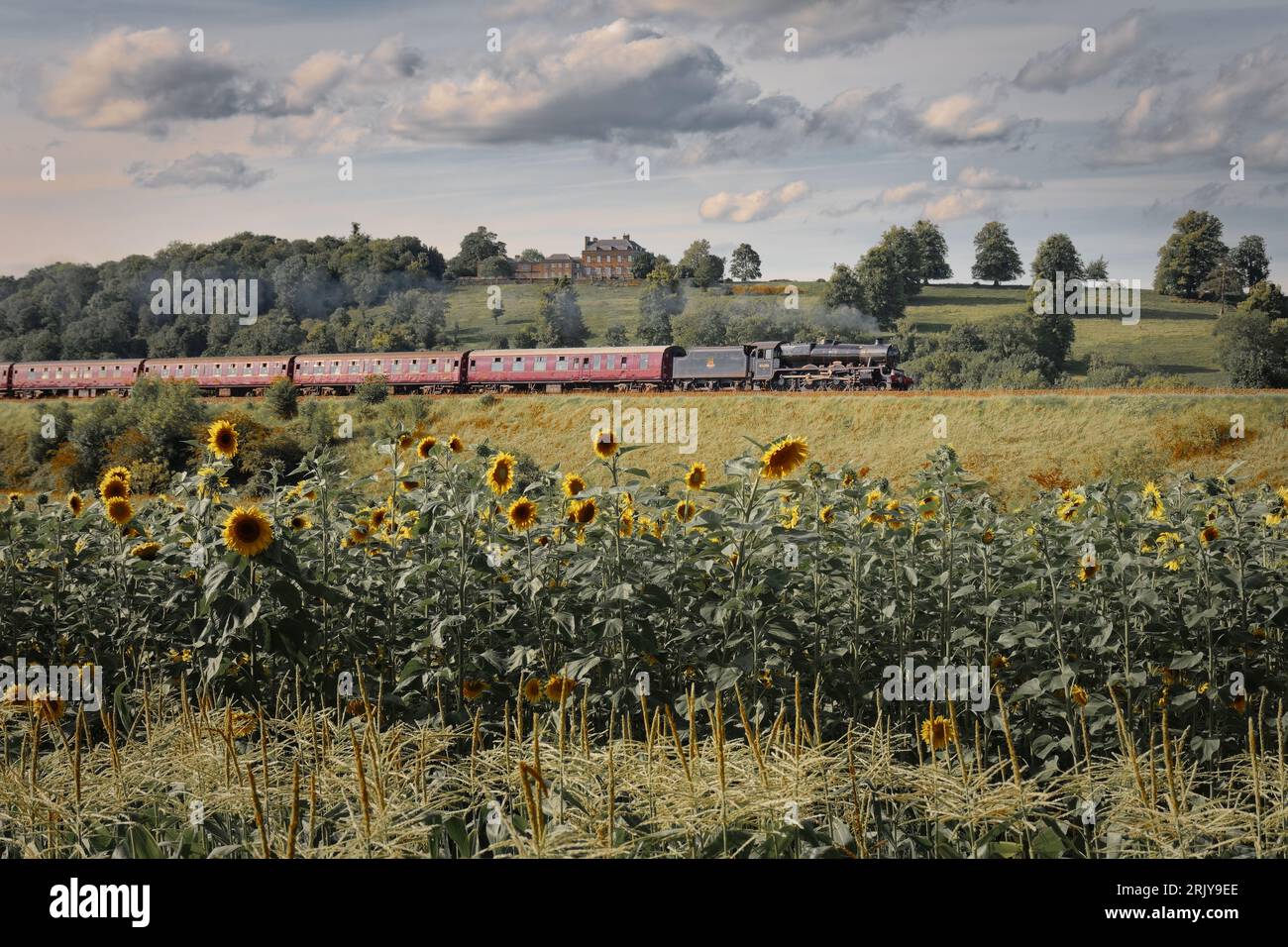 Leander steam train v sunfowers Stock Photo - Alamy