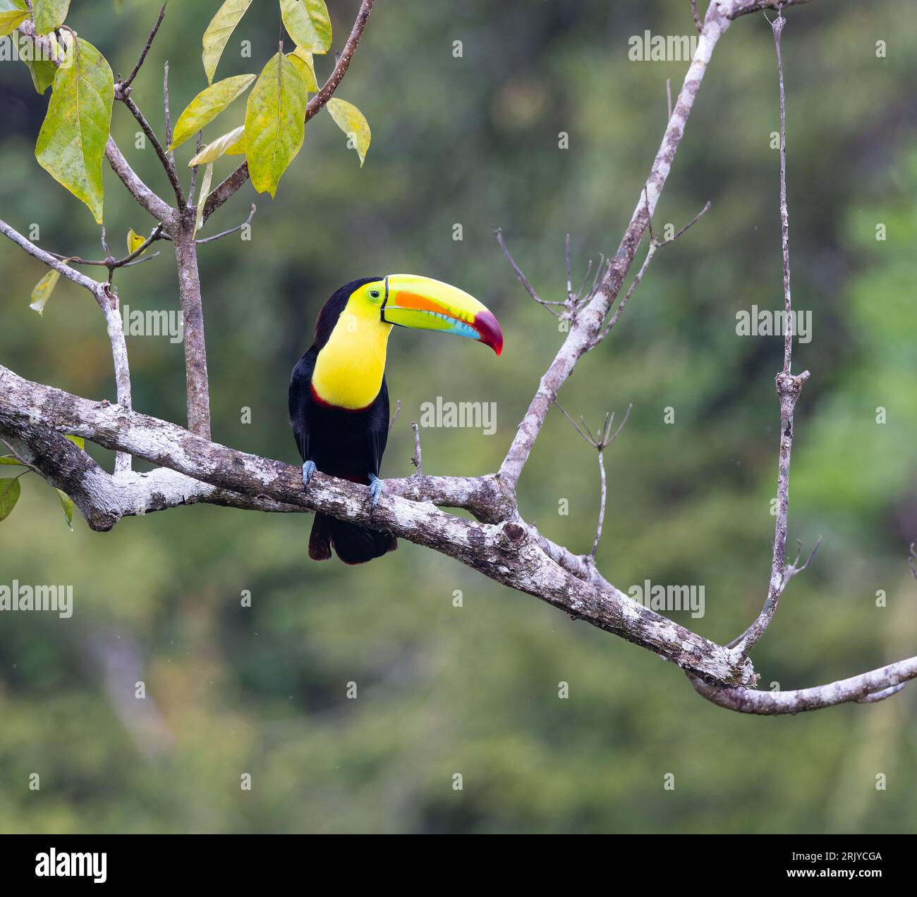 a long shot of a keel-billed toucan perched in a tree at boca tapada ...