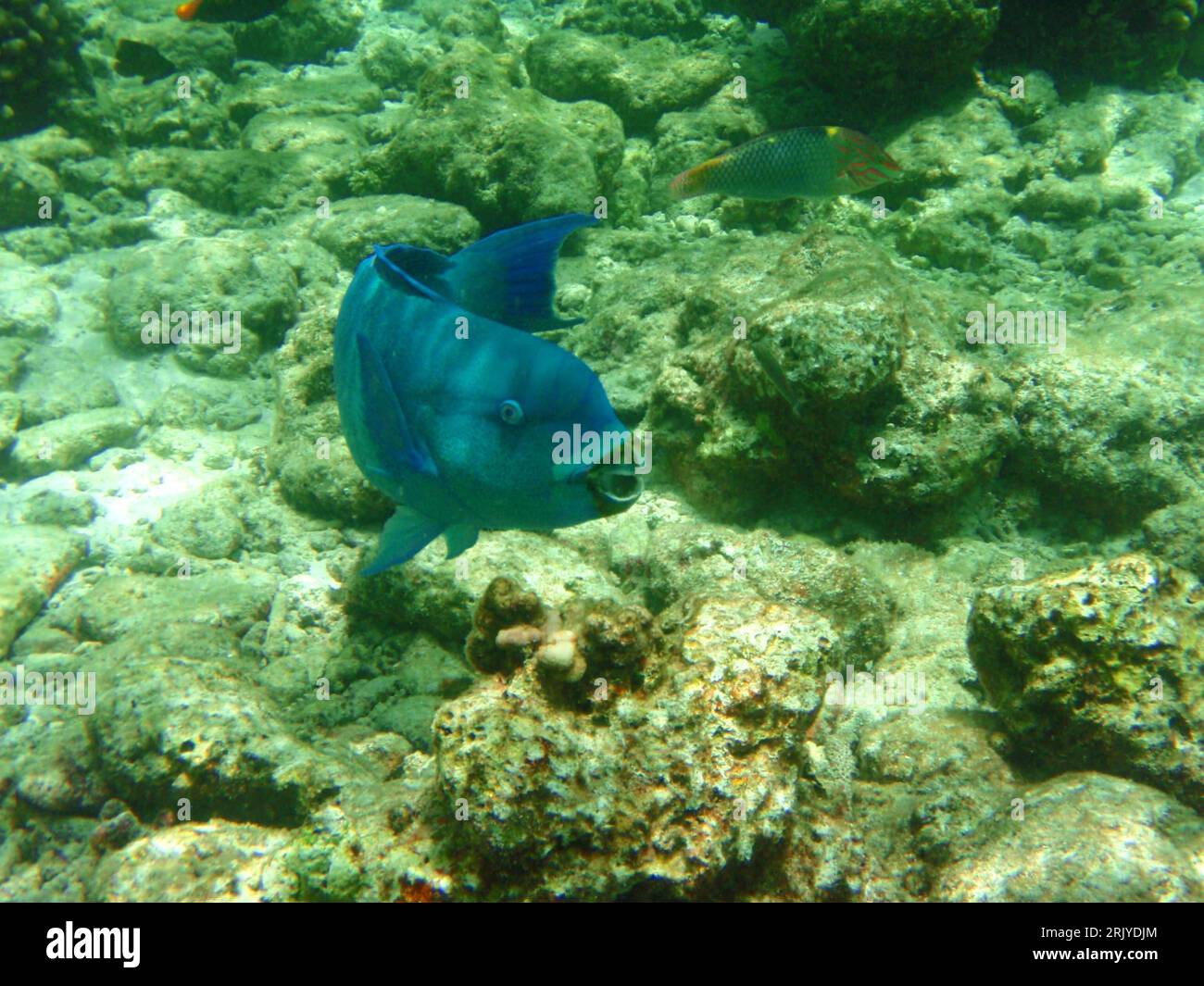 Malediven atoll ari nord hi-res stock photography and images - Alamy