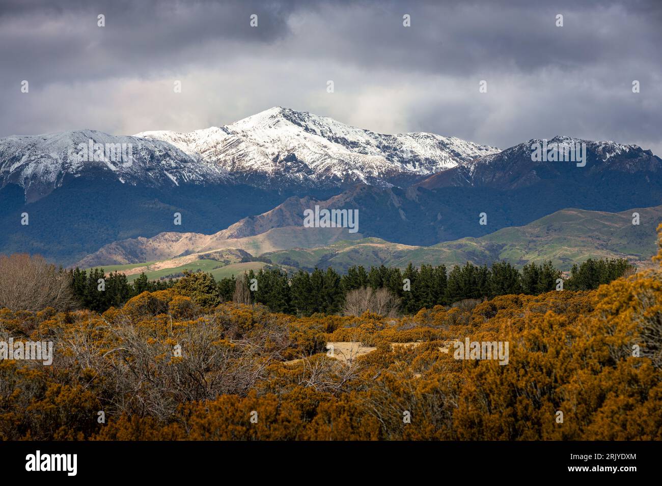 New zealand scrub land hi-res stock photography and images - Alamy