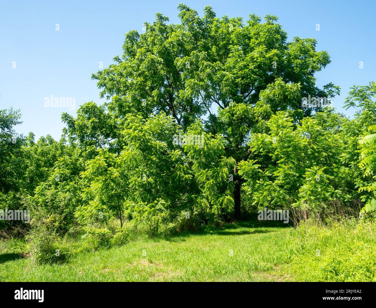 Big oak tree hi-res stock photography and images - Alamy