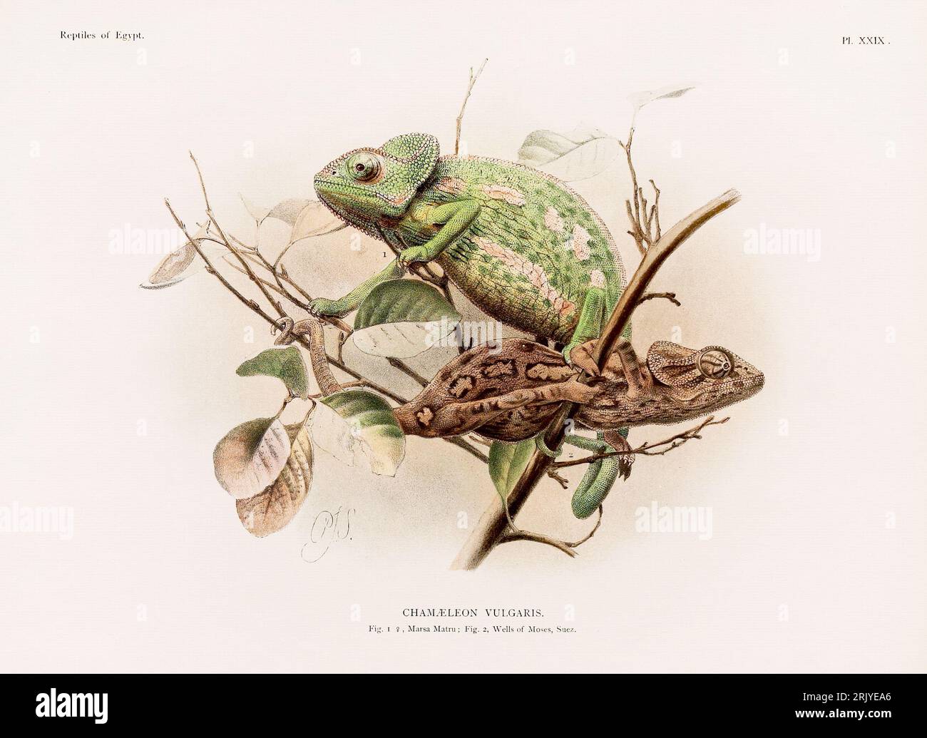 Scientific illustration from a late 19th-century book showcasing ...