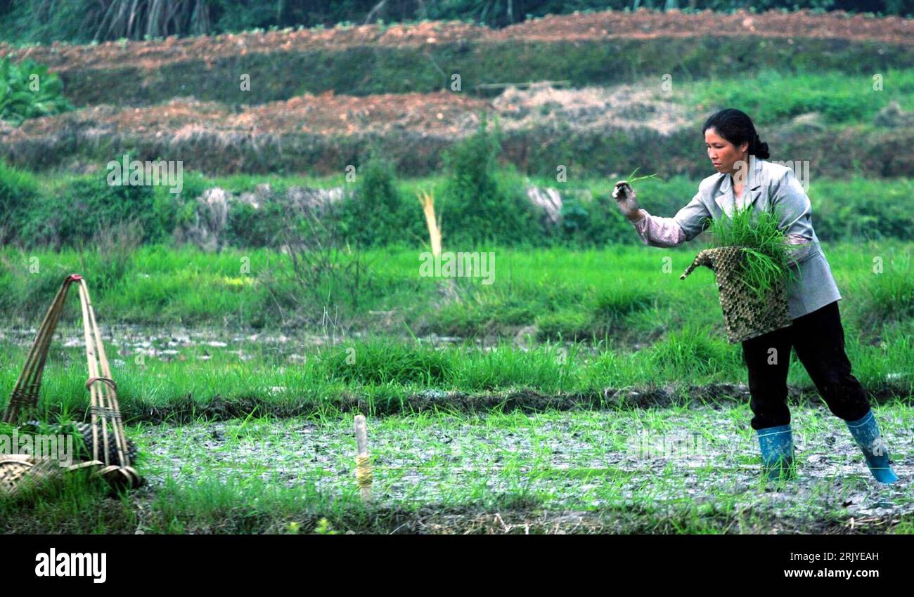 Anbau reis hi-res stock photography and images - Alamy