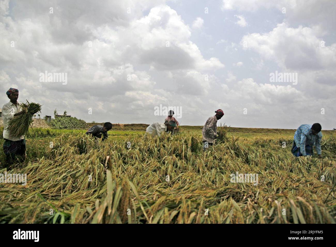 Reisanbau hi-res stock photography and images - Alamy