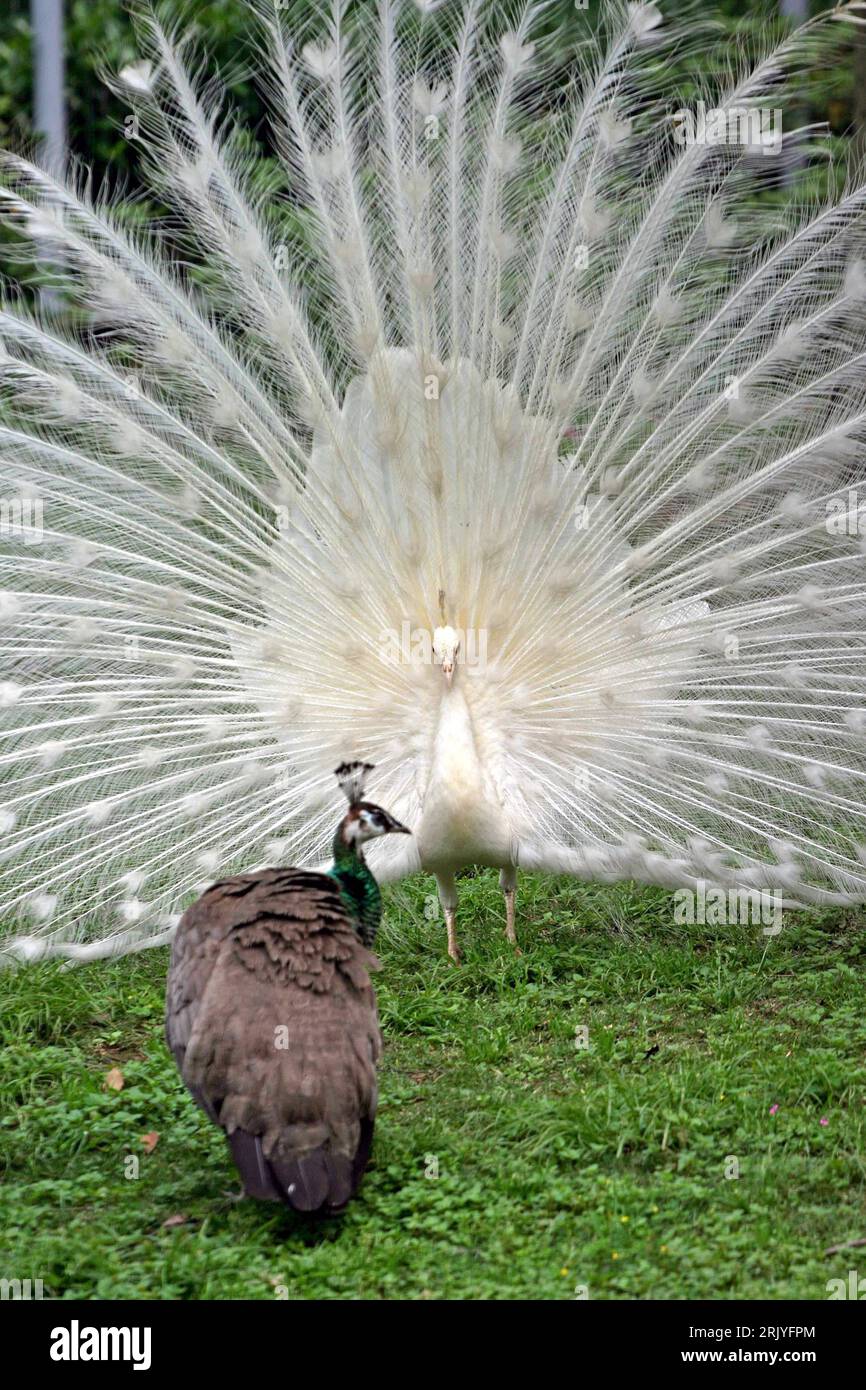 Tiere rad hi-res stock photography and images - Alamy