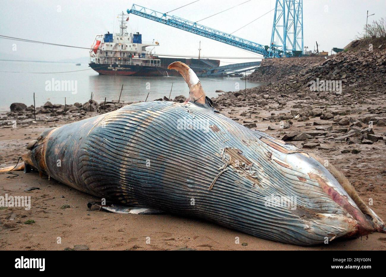 Zwergwal hi-res stock photography and images - Alamy