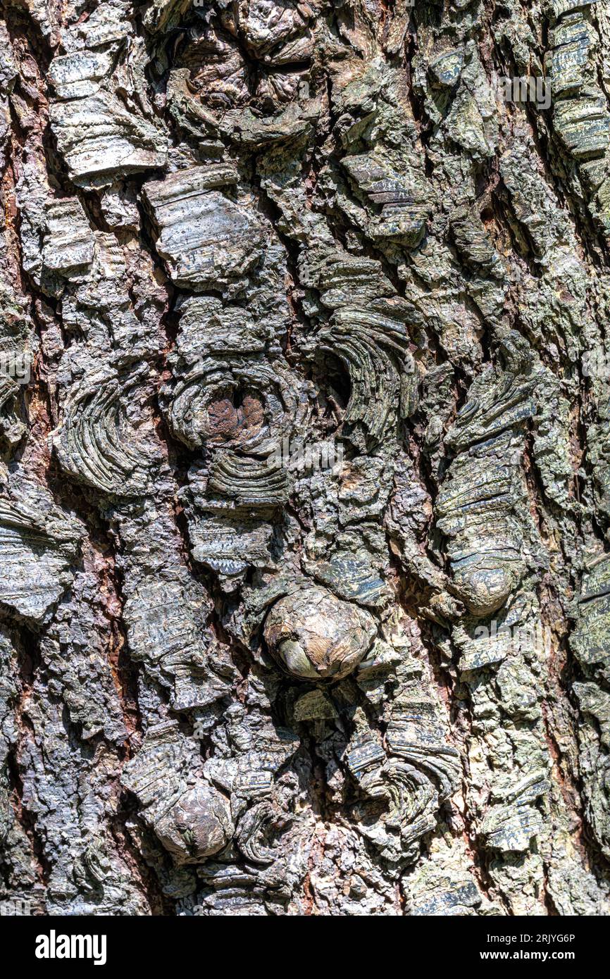 Cedrus deodara forest hi-res stock photography and images - Alamy
