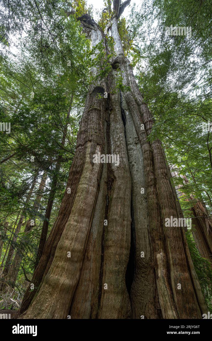 Missy tree hi-res stock photography and images - Alamy