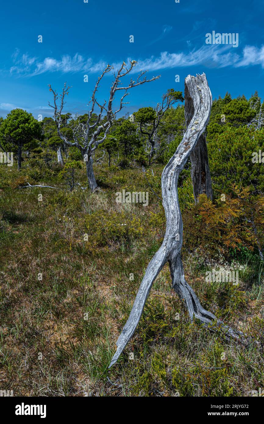 Shorepine bog trail hi-res stock photography and images - Alamy