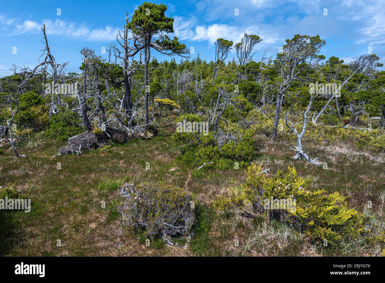 Shorepine bog trail hi-res stock photography and images - Alamy