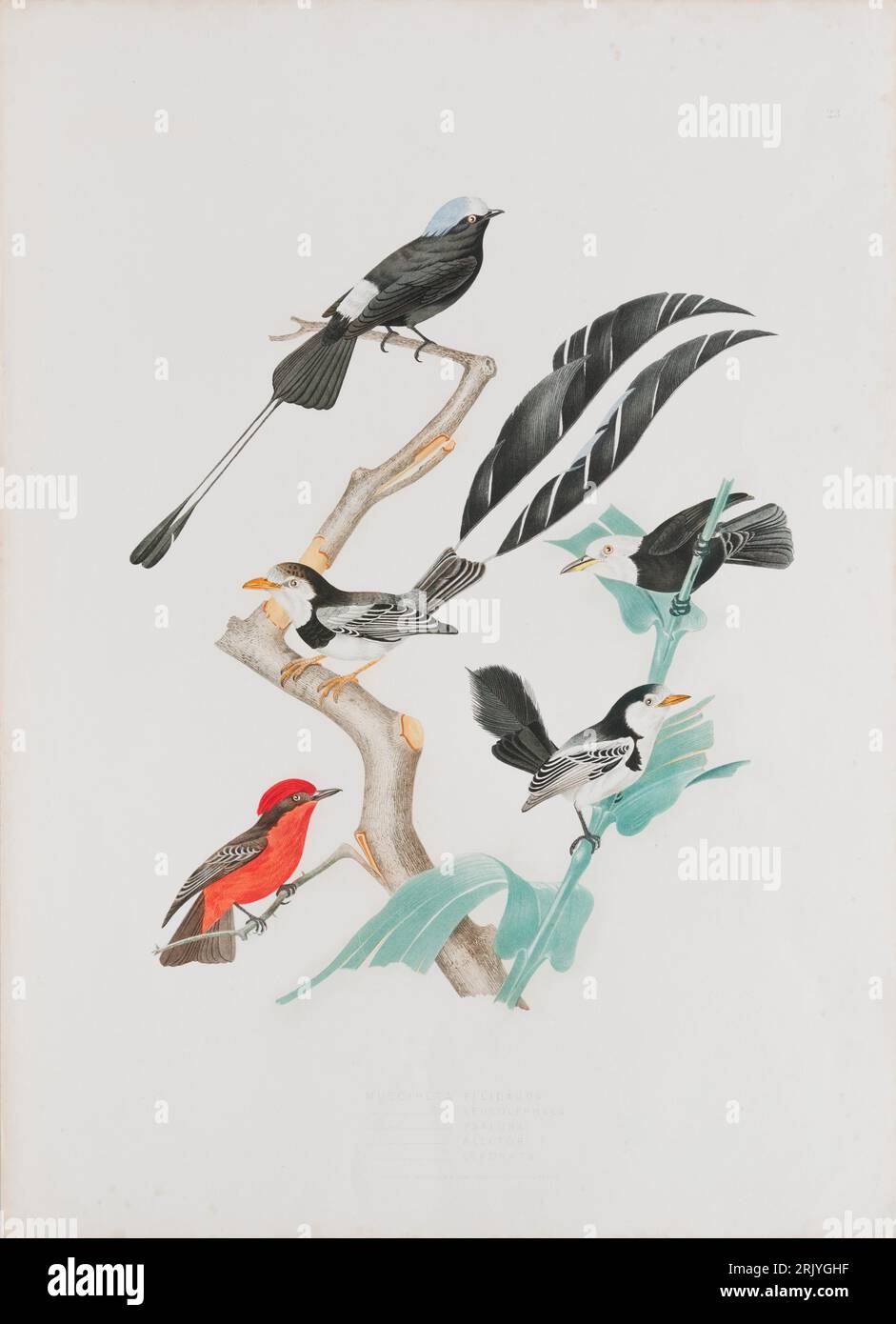 Muscipeta filicauda - Muscipeta leucocephala - Muscipeta psalaura ...