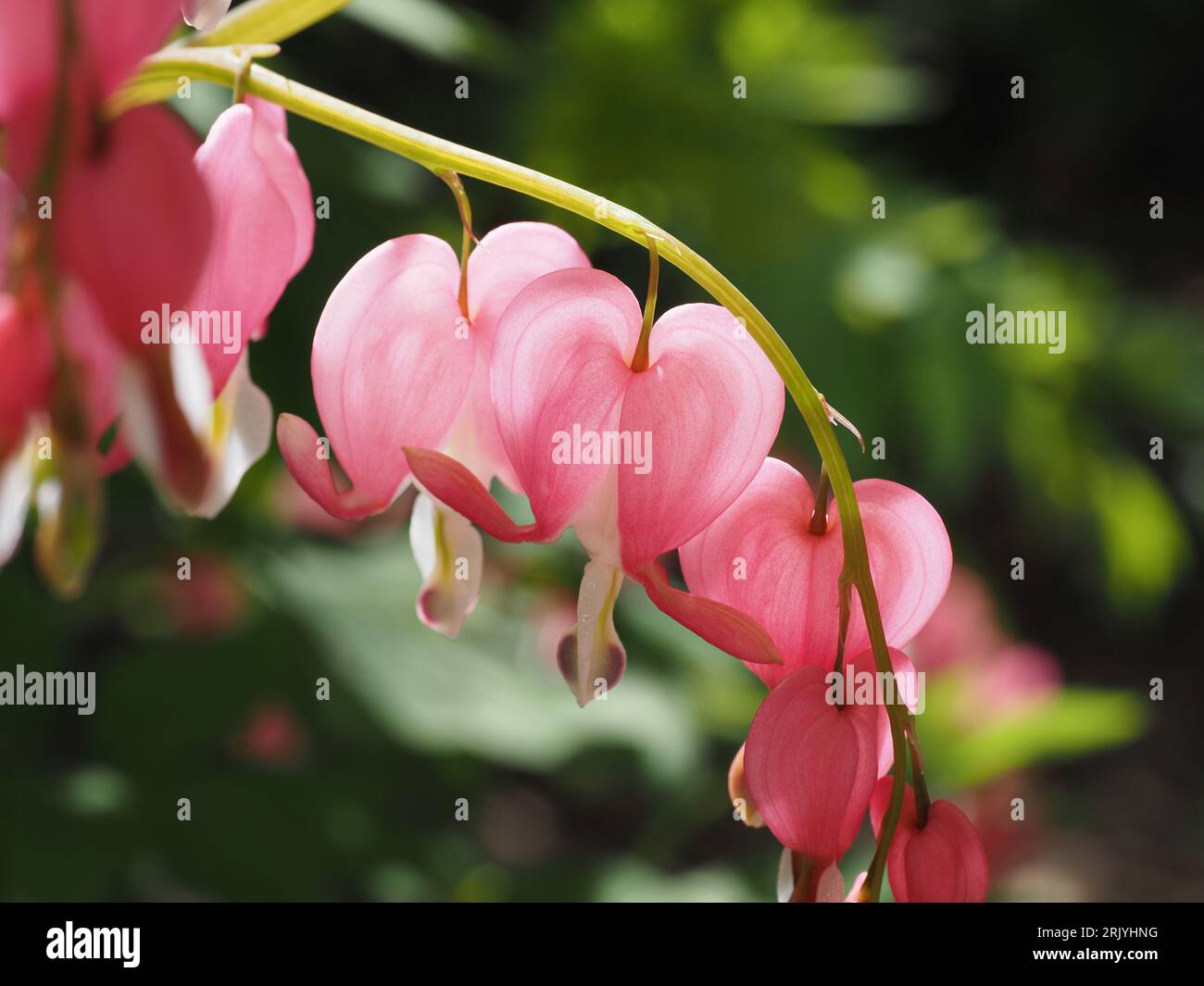 Asian Bleeding Heart. Scientific name: Lamprocapnos. Family ...