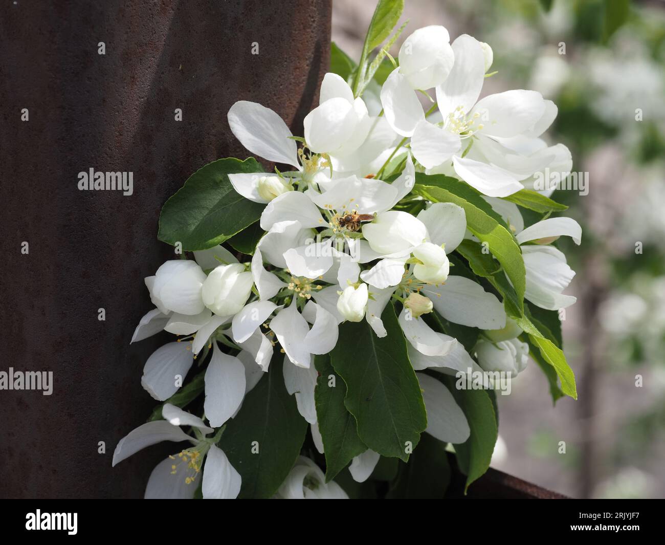 Bee pollinates white crabapple tree blossoms in early May Stock Photo ...