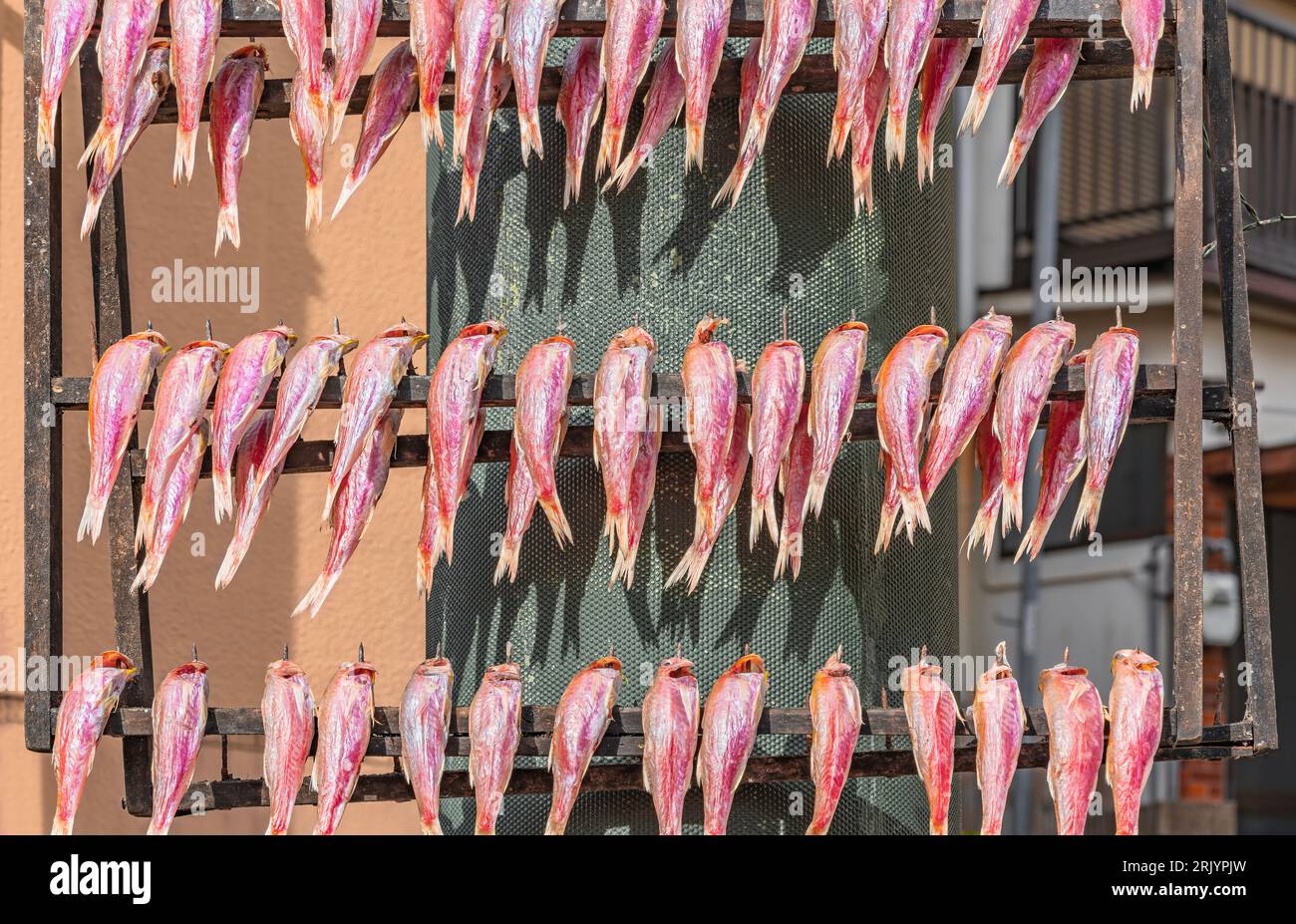 Pink-colored Japanese mullus-like fish hung on a street in Nagasaki's ...
