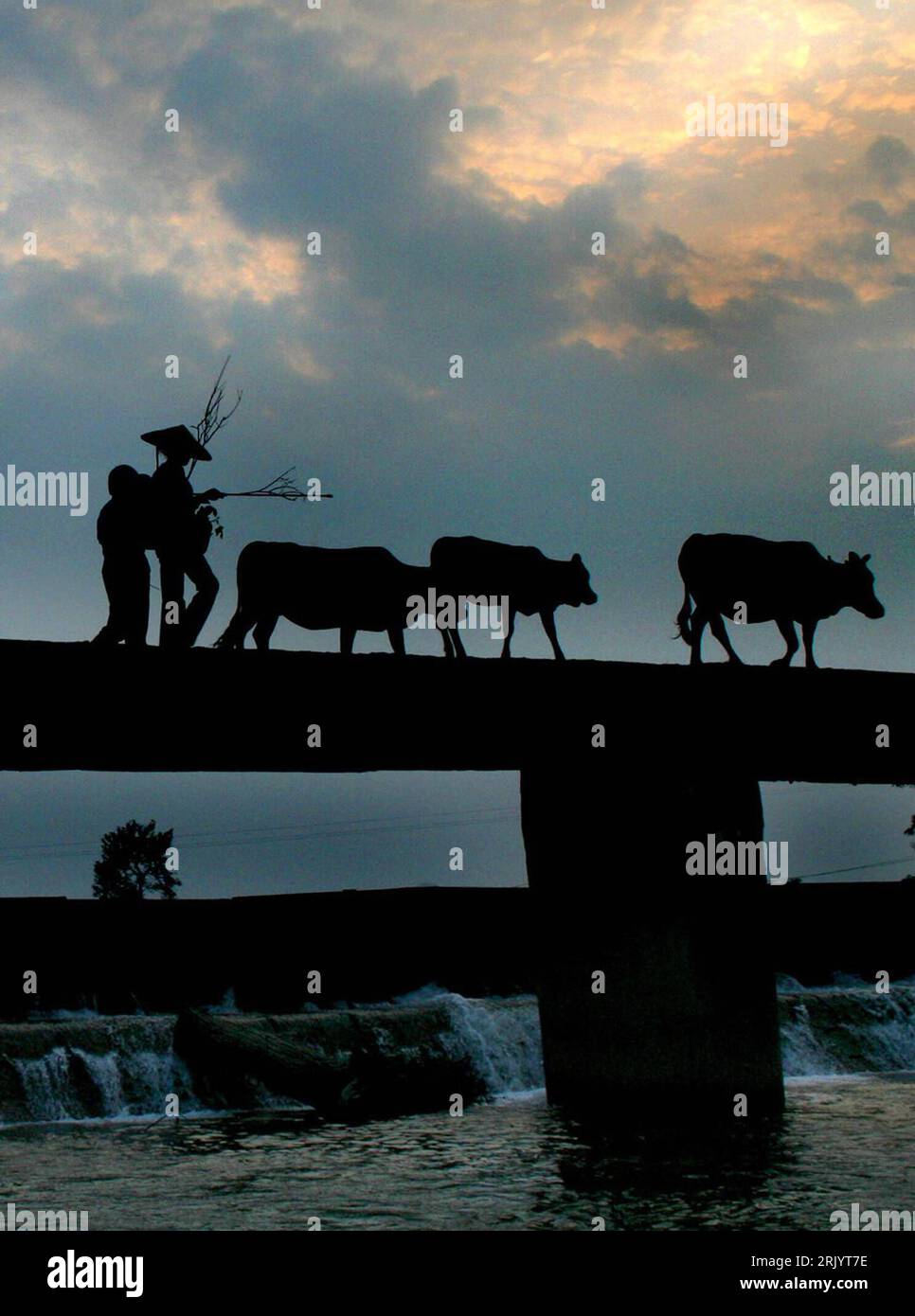 Rinder silhouette hi-res stock photography and images - Alamy
