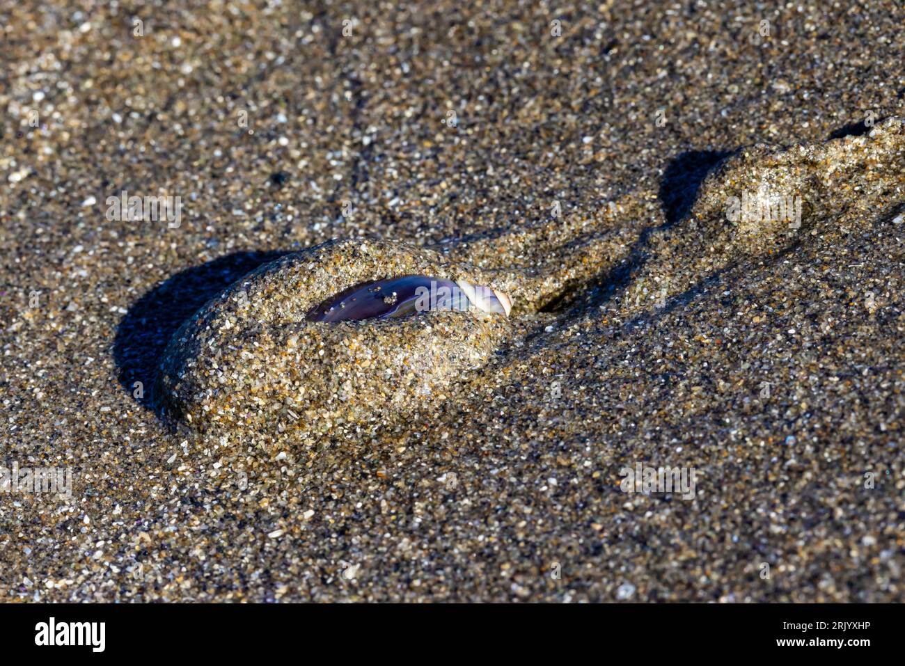 Purple Dwarf Olive, Callianax biplicata, snail burrowing in sand on Shi ...