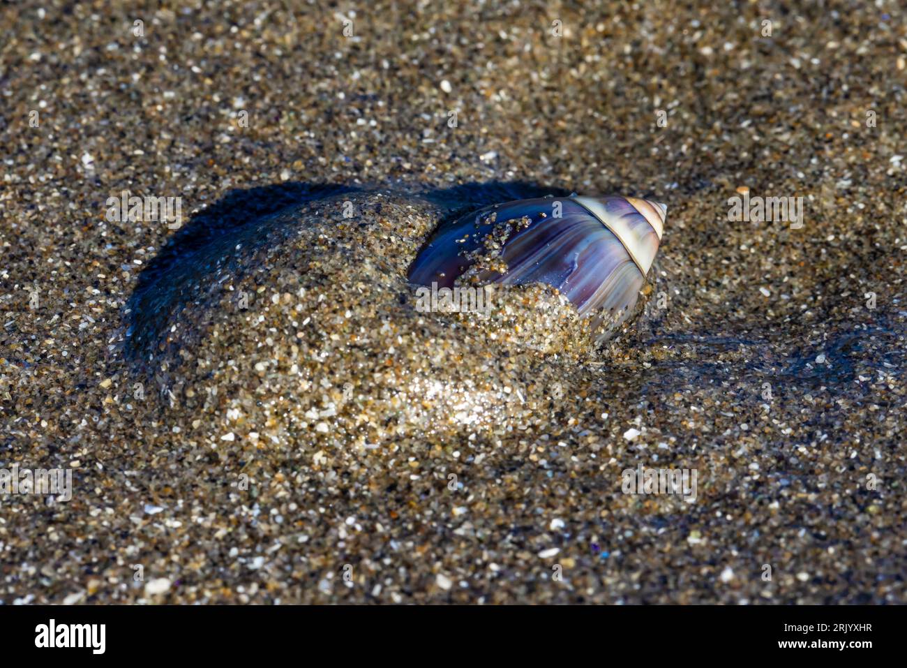 Purple Dwarf Olive, Callianax biplicata, snail burrowing in sand on Shi ...