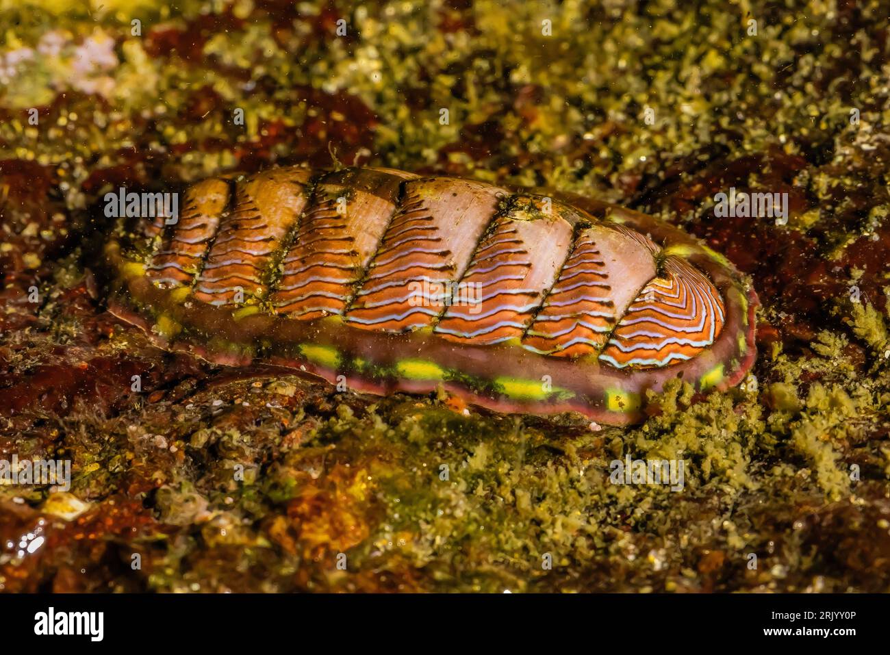 Lined Chiton