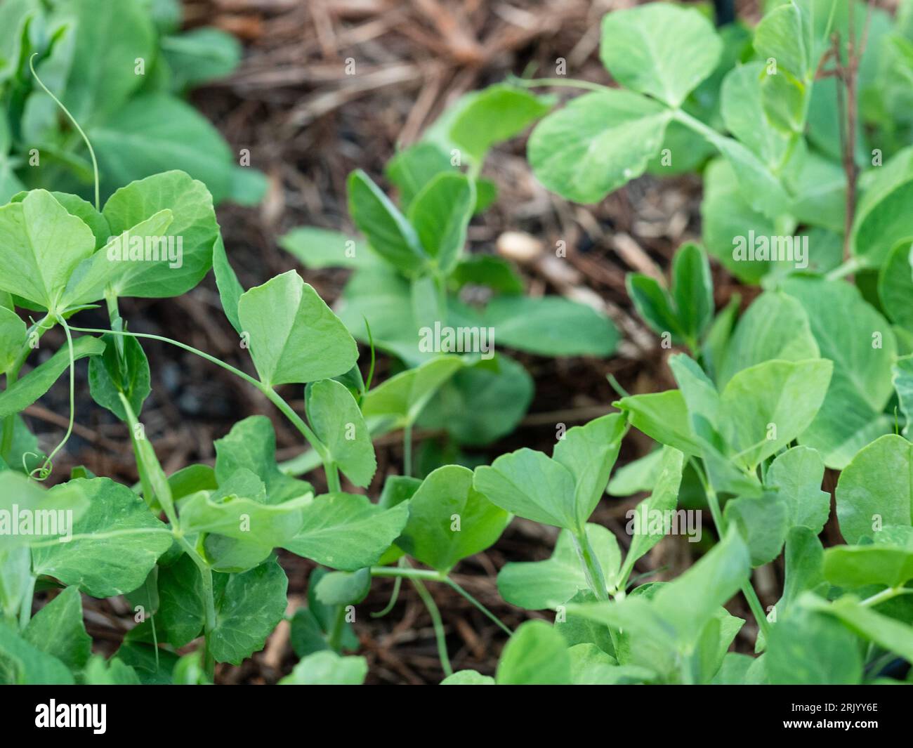 Many green Snow and Snap Pea seedlings shooting up from the ground ...
