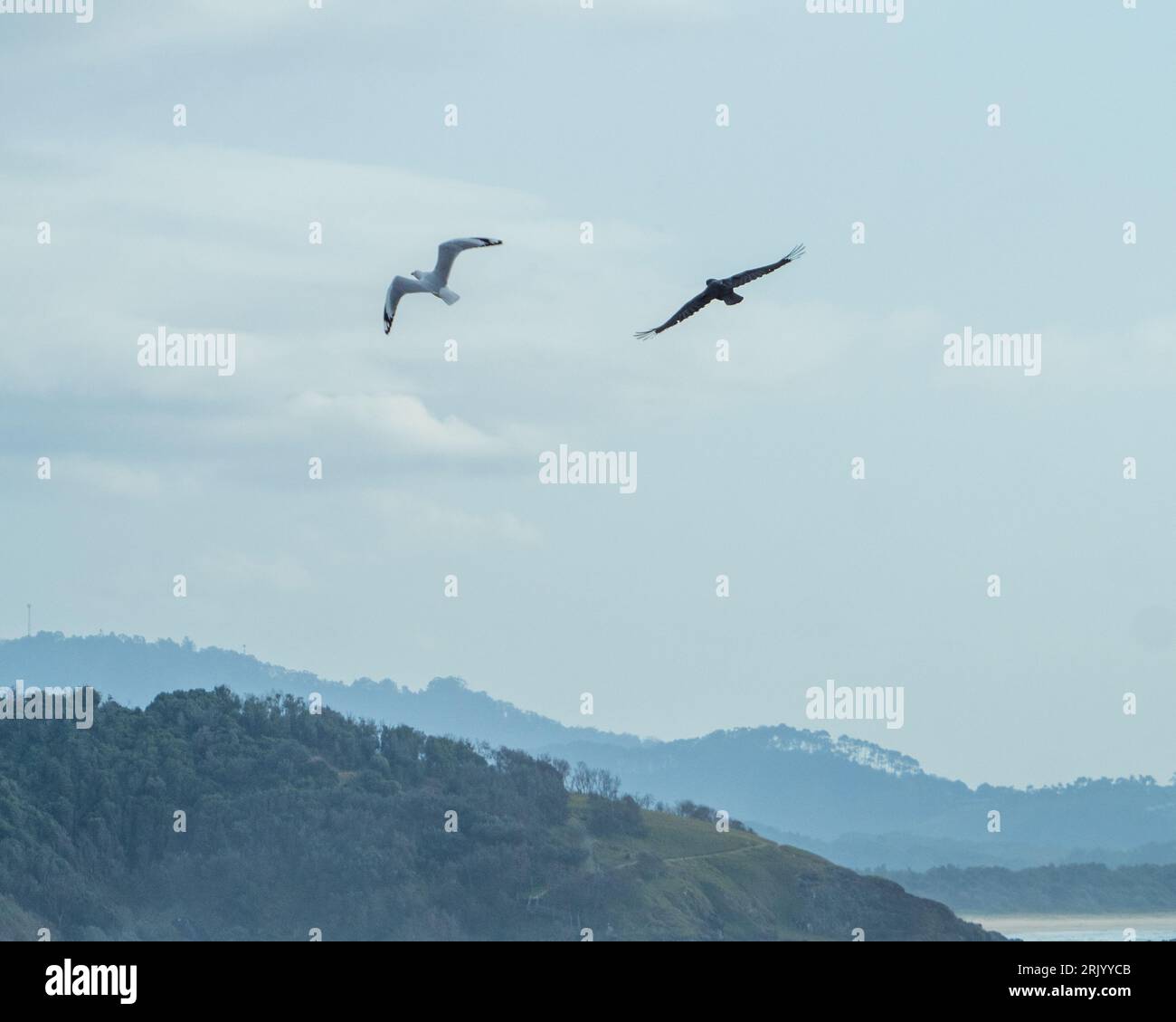 A black feathered Australian Raven or crow, wings spread, in a mid ...