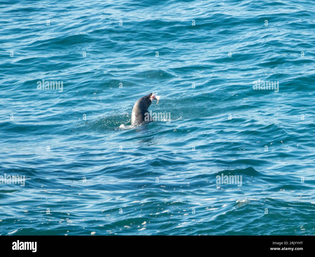 A Seal in the wild with a fish it has caught in its mouth, swimming in ...