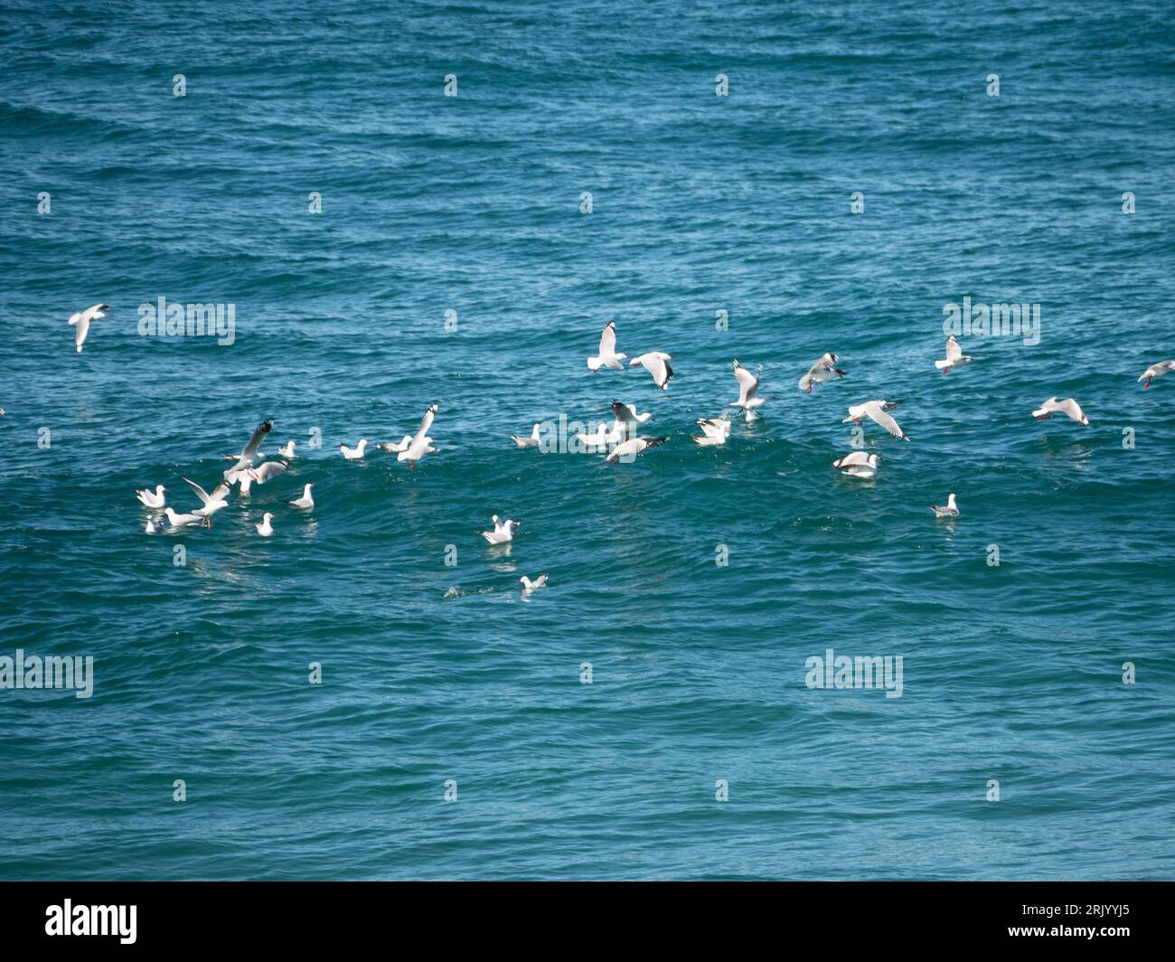 Flapping blue feathered wings front hi-res stock photography and images ...