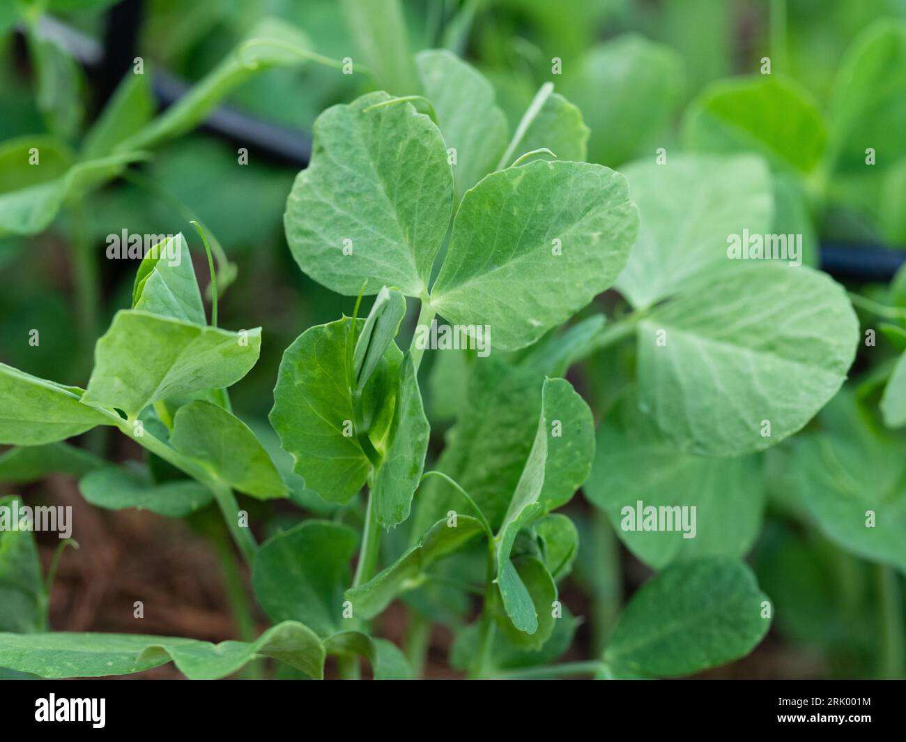 Australian winter peas hi-res stock photography and images - Alamy