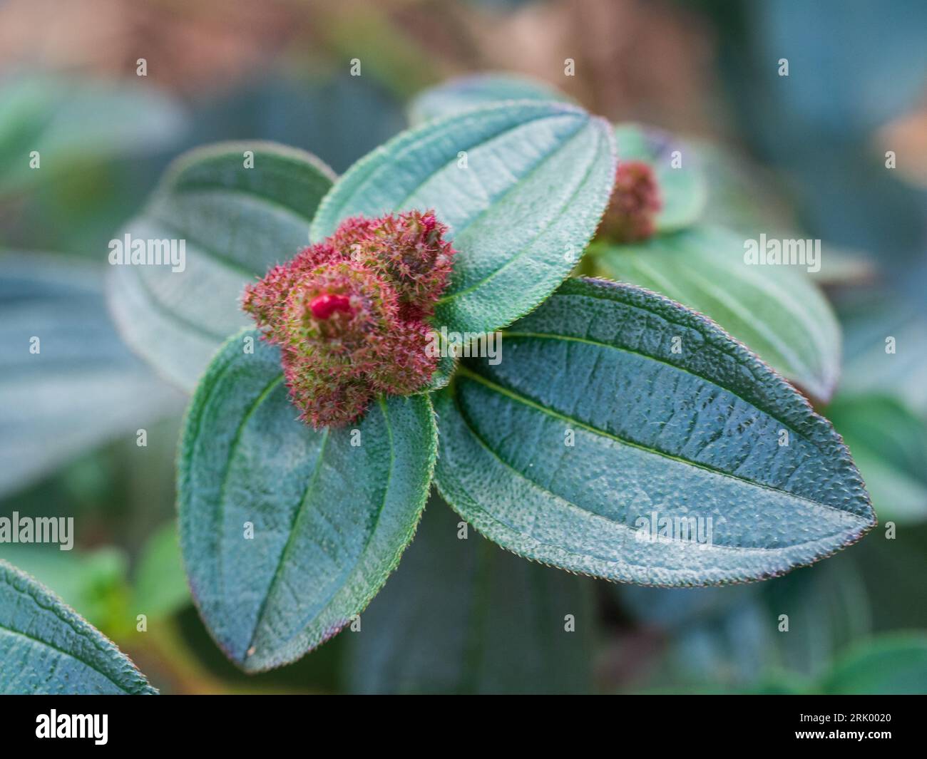 The Hairy buds anbout. To flower and leathery green leaves of the ‘Blue ...