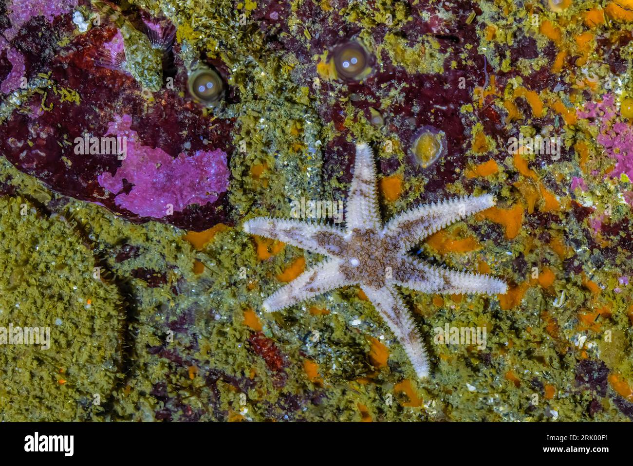 Six Ray Sea Star, Leptasterias hexactis, in a tide pool at Point of ...