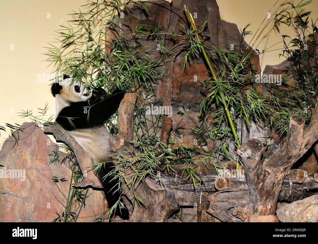 Riesenpanda reserve hi-res stock photography and images - Alamy