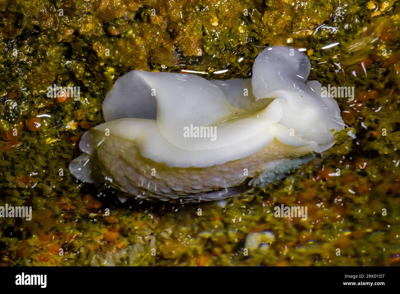 Noble Dorid, Peltodoris nobilis, laying ribbon of eggs attached to a ...