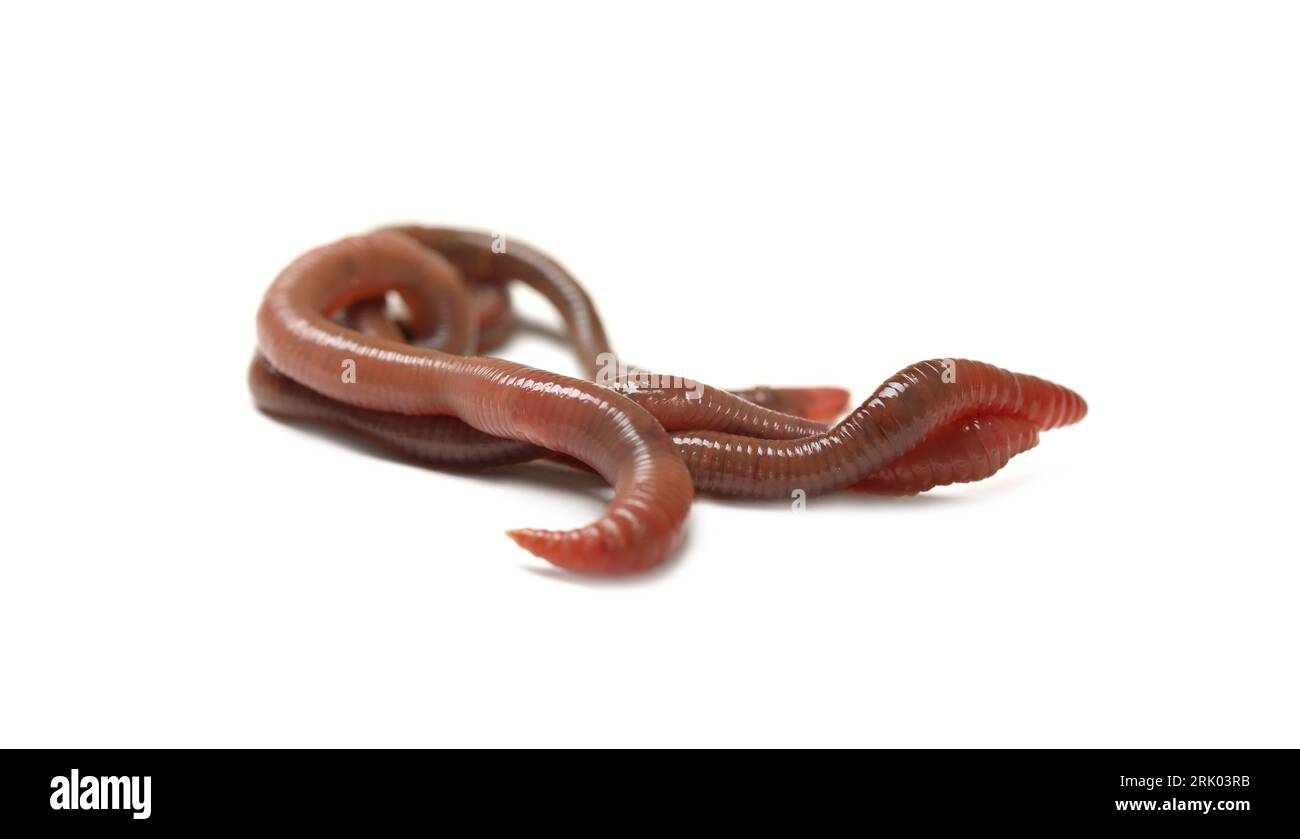 Many invertebrates Cut Out Stock Images & Pictures - Alamy