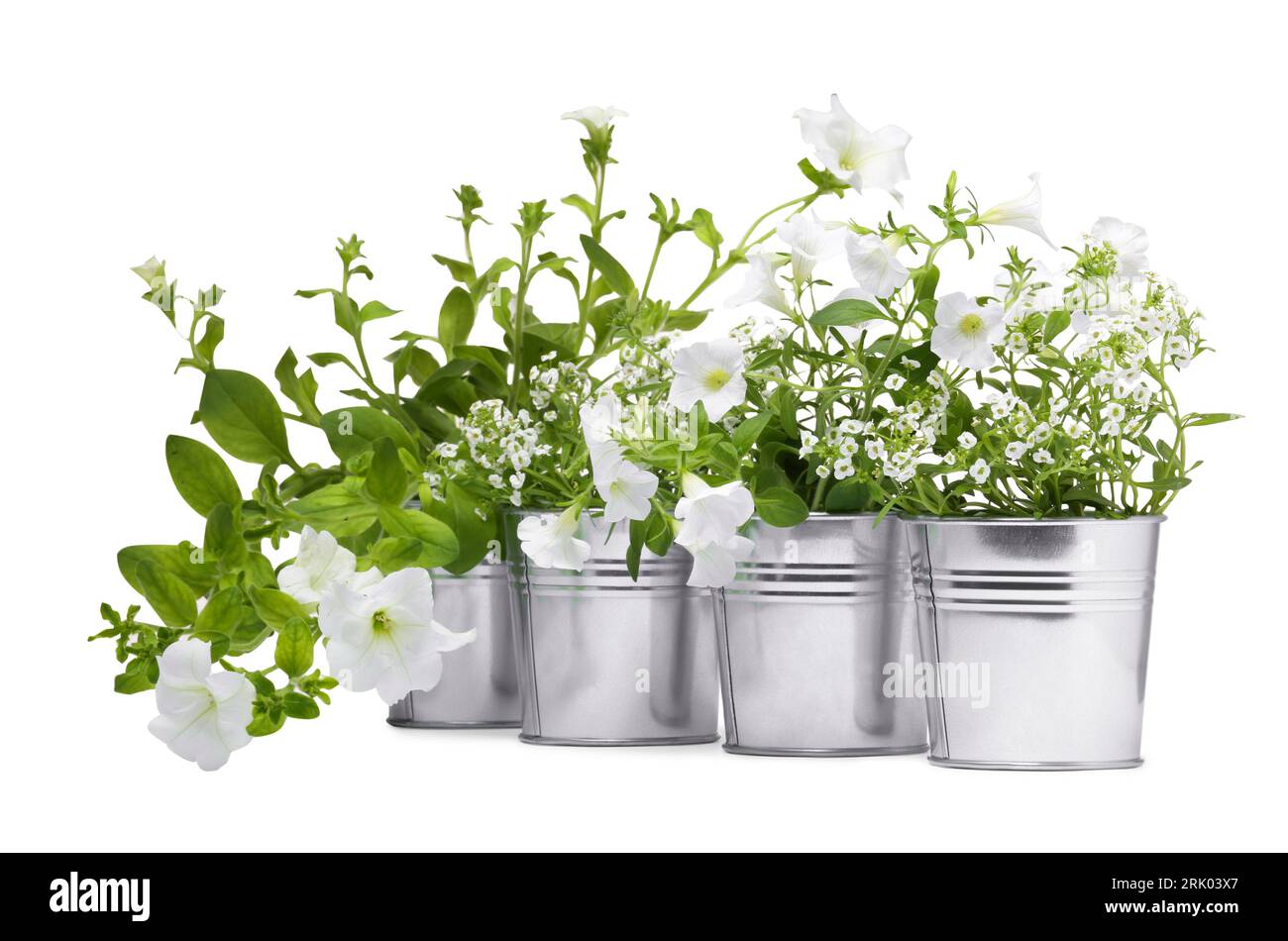 Snapdragons pots hi-res stock photography and images - Alamy