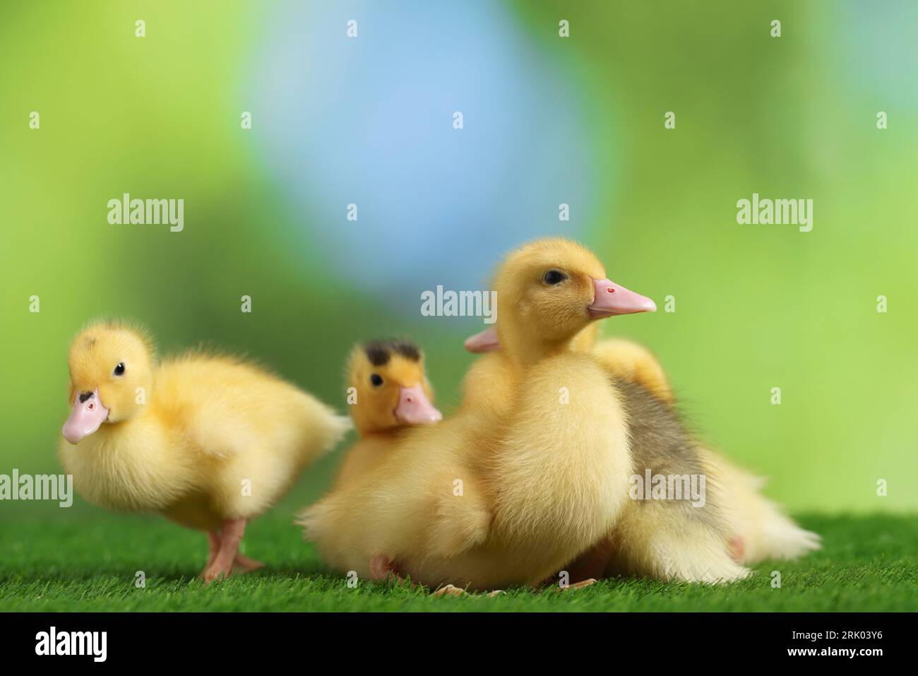 Cute fluffy ducklings on artificial grass against blurred background ...