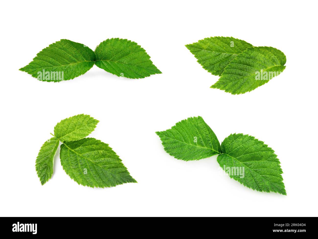 Set with green raspberry leaves isolated on white Stock Photo - Alamy