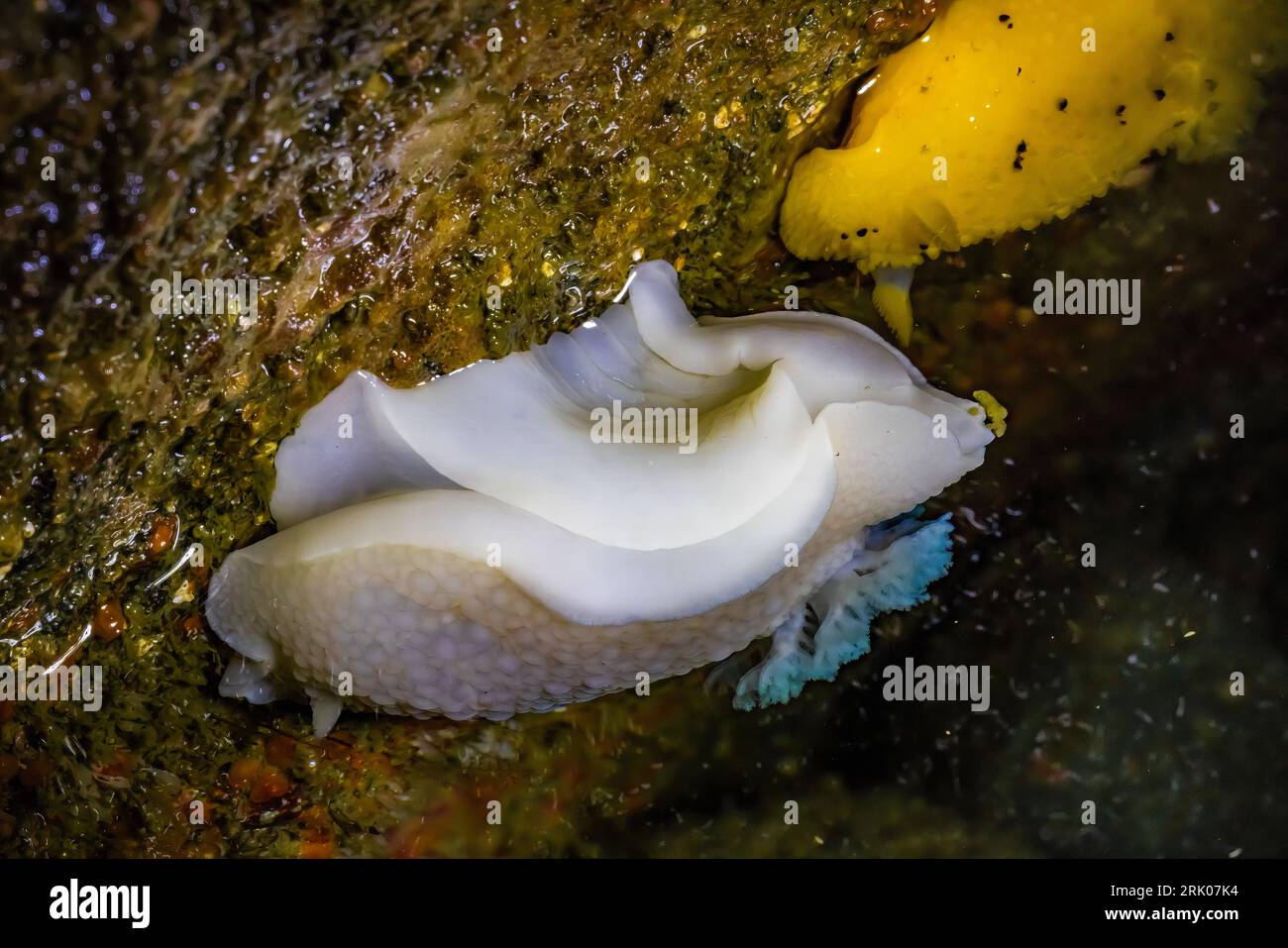 Noble Dorid, Peltodoris nobilis, laying ribbon of eggs attached to a ...