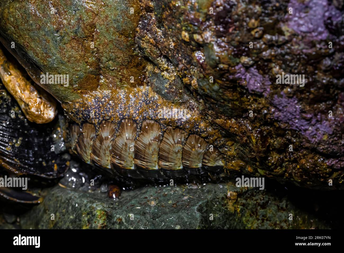 Woody Chiton
