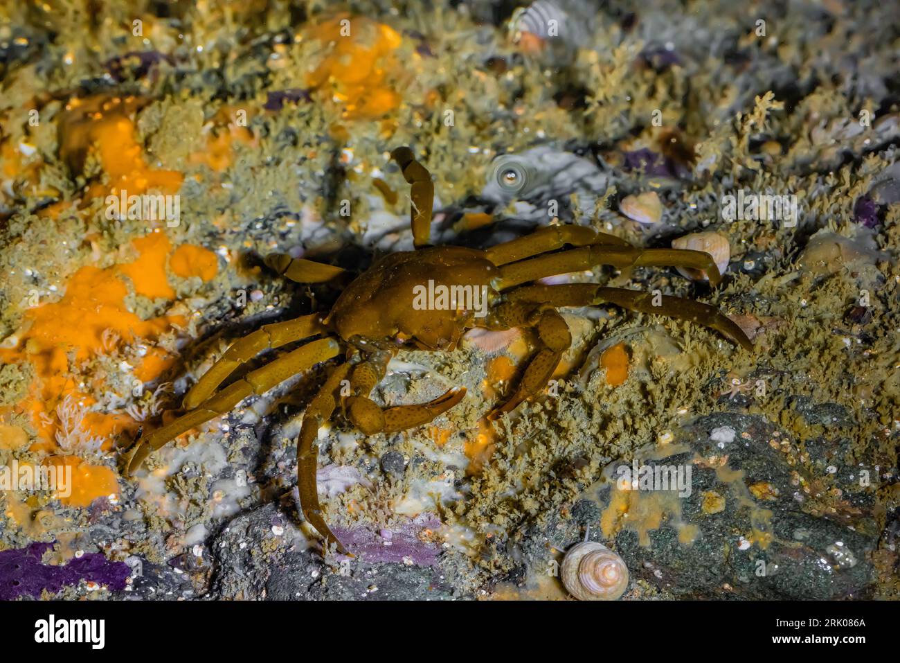 Northern Kelp Crab, Pugettia producta, at Point of Arches, Olympic ...