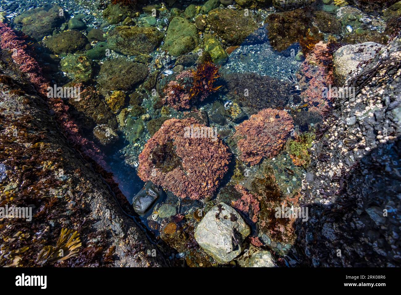 Exploring the tidepools and wave-eroded breccia rock formations of ...