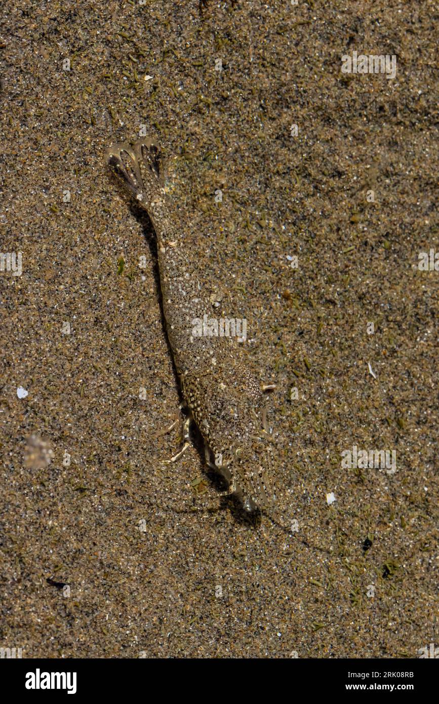 Smooth Bay Shrimp, Lissocrangon stylirostris, in sand of Shi Shi Beach ...