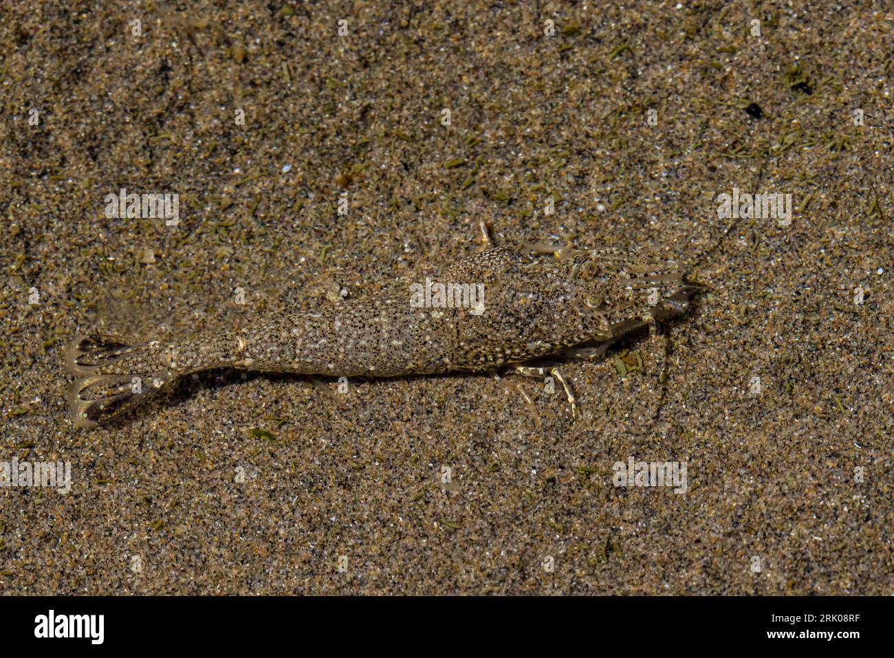 Smooth Bay Shrimp, Lissocrangon stylirostris, in sand of Shi Shi Beach ...