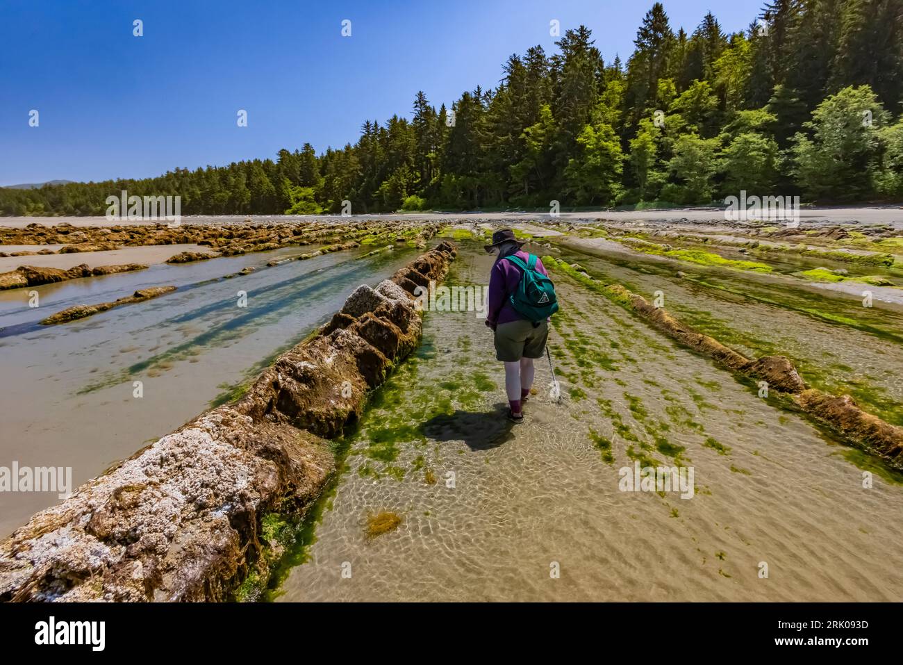 Low tide exposes parallel rock ridges at Shi Shi Beach and Point of ...