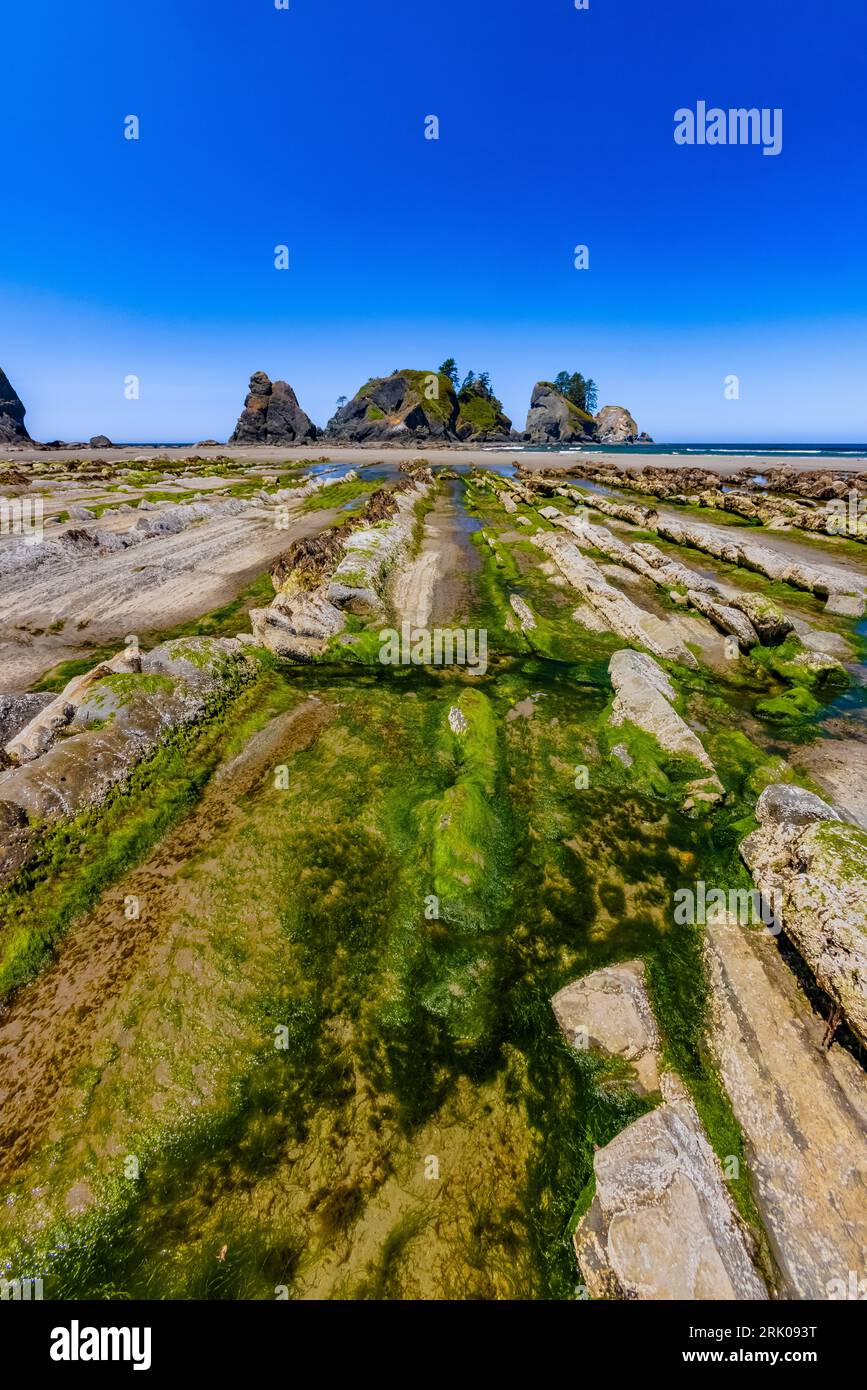 Low tide exposes parallel rock ridges at Shi Shi Beach and Point of ...