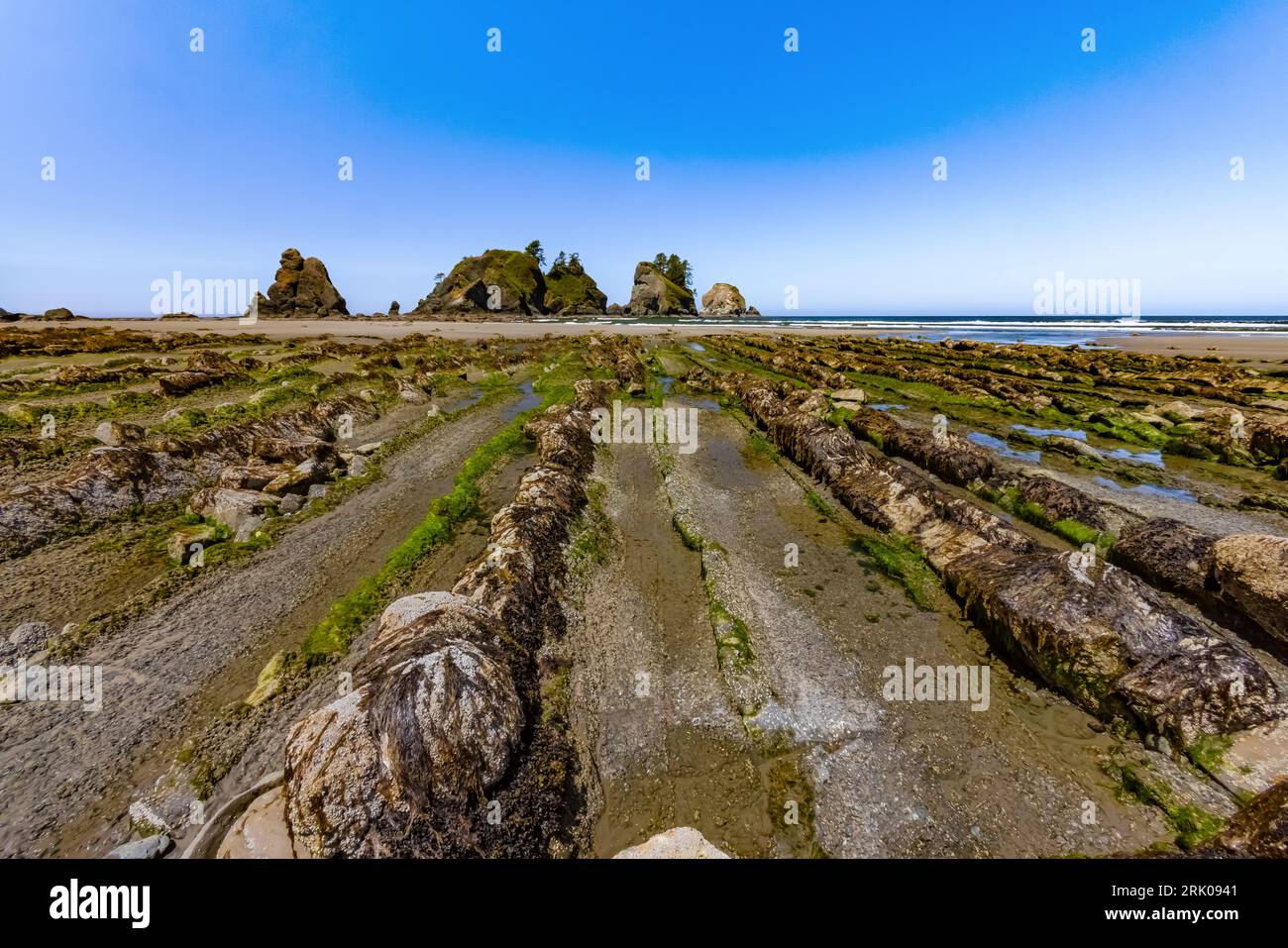 Low tide exposes parallel rock ridges at Shi Shi Beach and Point of ...