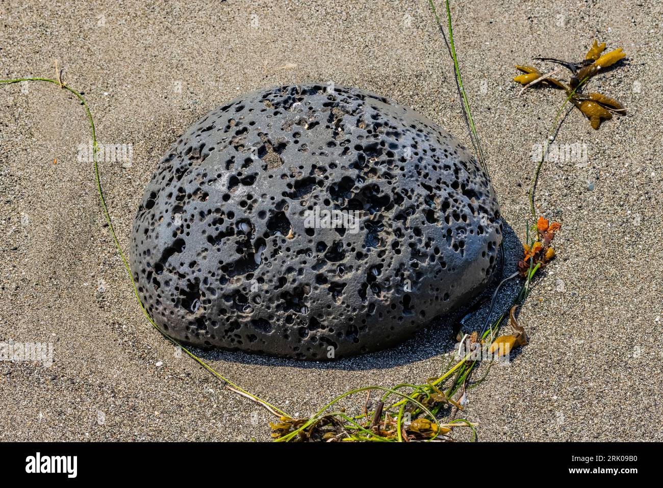 Piddock Clam holes in solid rock on Shi Shi Beach, Olympic National ...